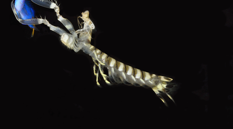 How Mantis Shrimp Make Sense of the World | UA Neuroscience